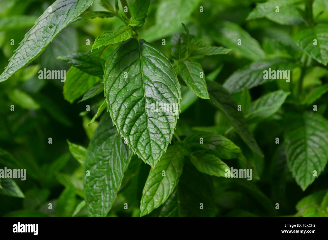 Kitchen garden plant hi-res stock photography and images - Alamy