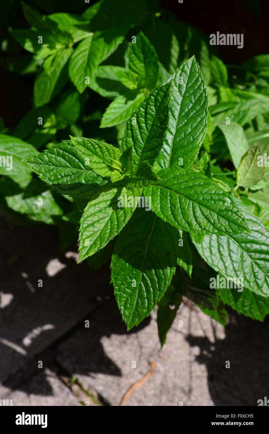 Minty leaves hi-res stock photography and images - Alamy