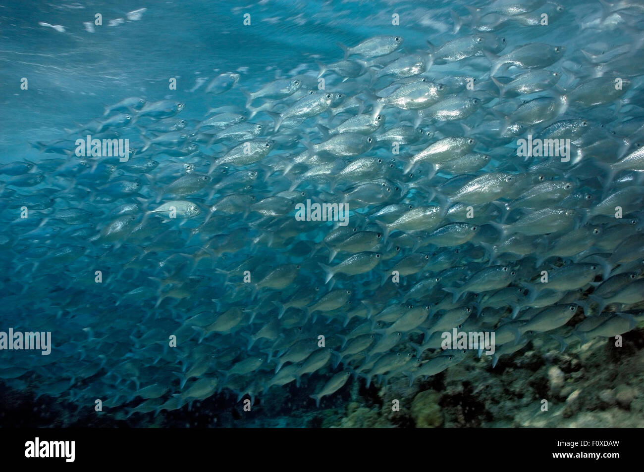 Flagtail fish hi-res stock photography and images - Alamy