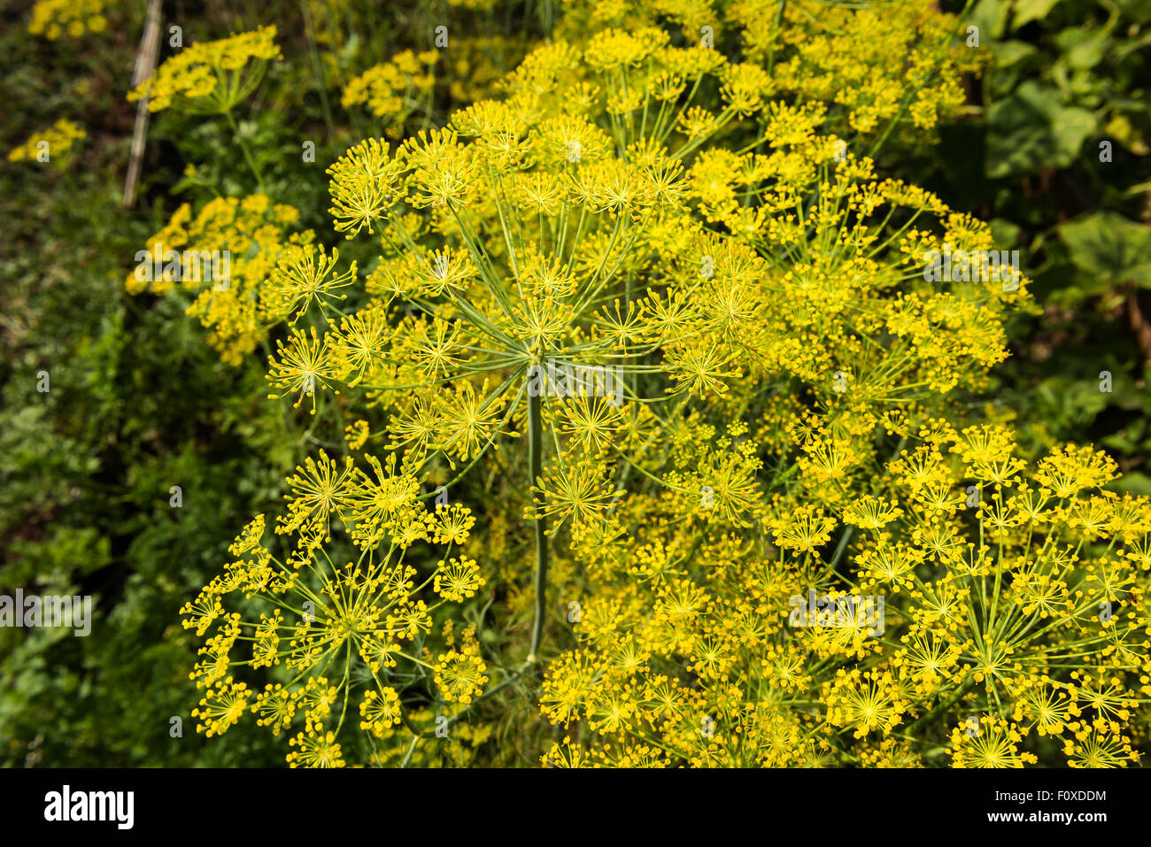 yellow umbrellas - dill inflorescence in the garden Stock Photo - Alamy