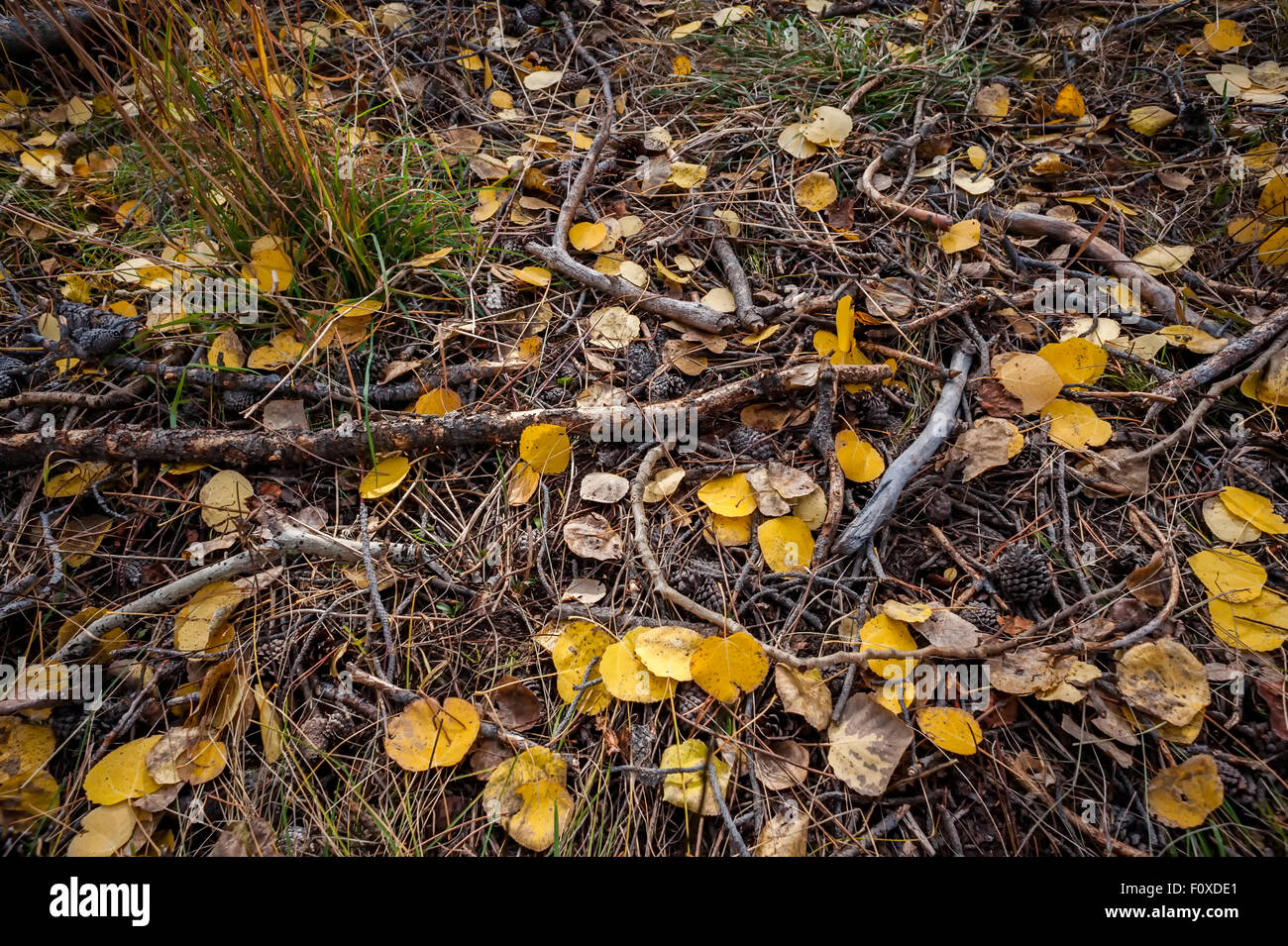 Golden aspen leaves and twigs on the forest floor during Utah County's ...