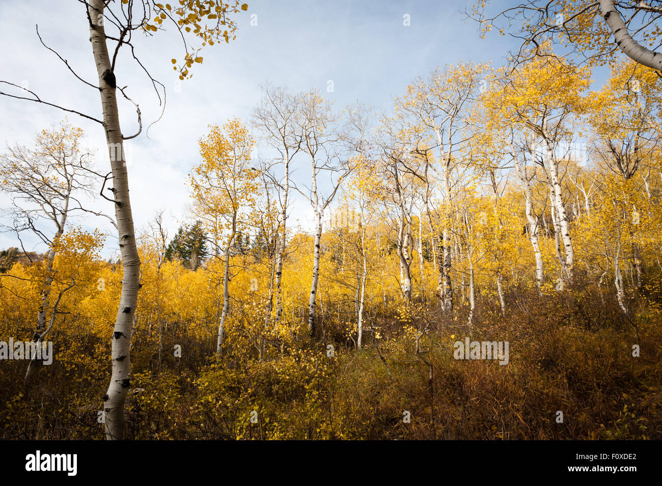 Quaking aspens display autumn gold colors Stock Photo - Alamy
