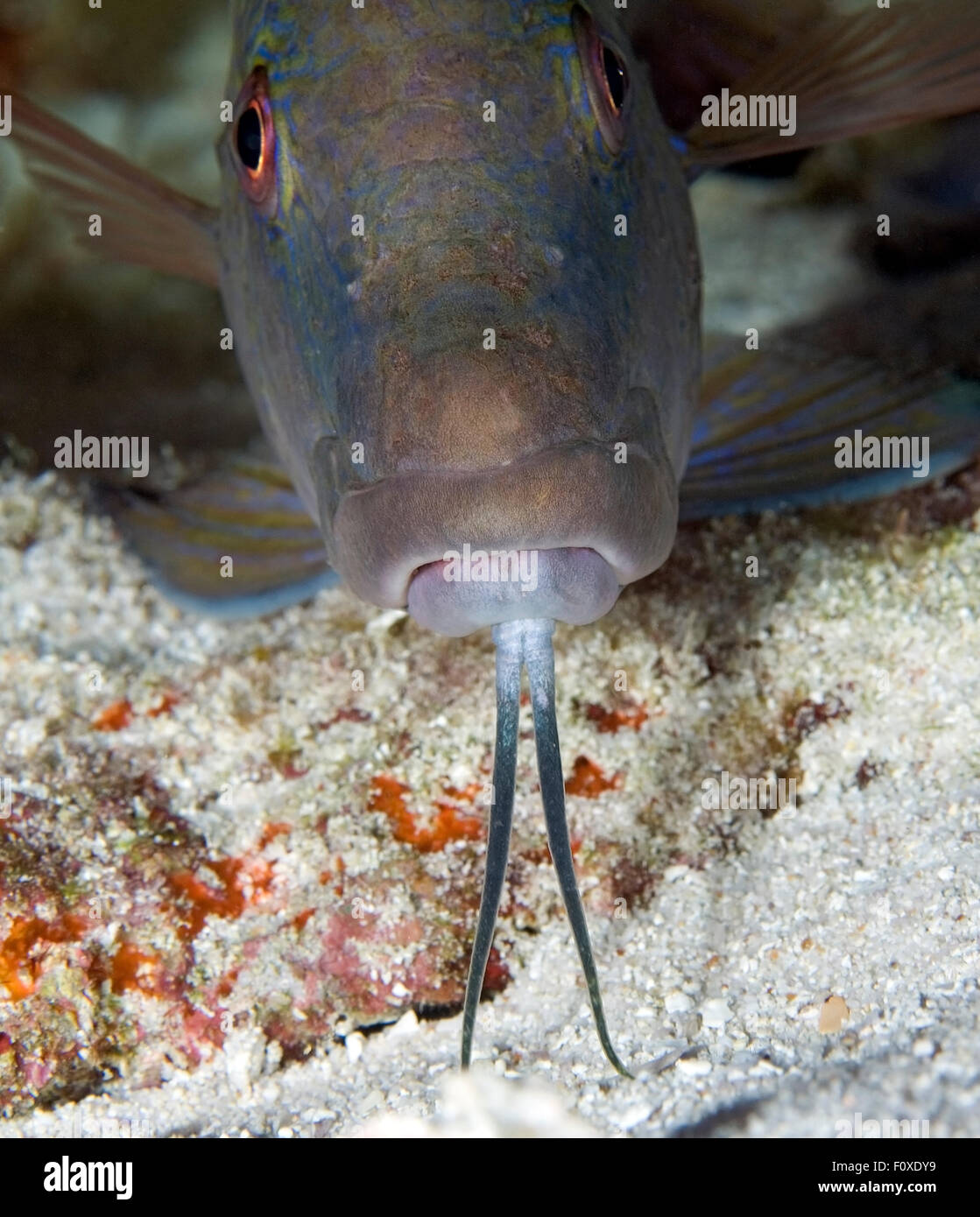 Goatfish on reef hi-res stock photography and images - Alamy
