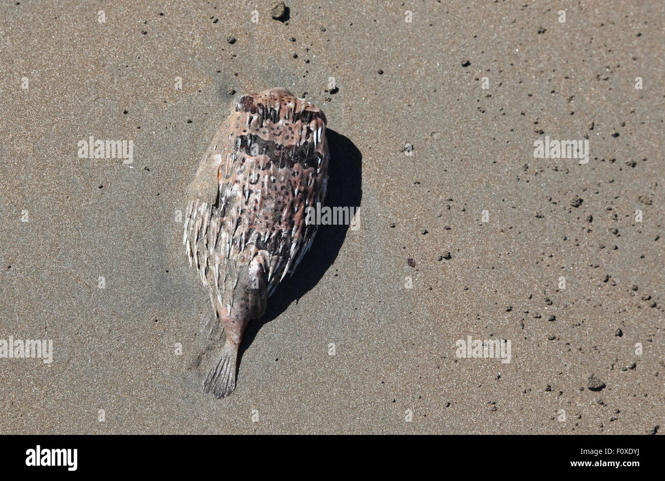 A puffer fish with sharp spikes all over its body washed up on the ...