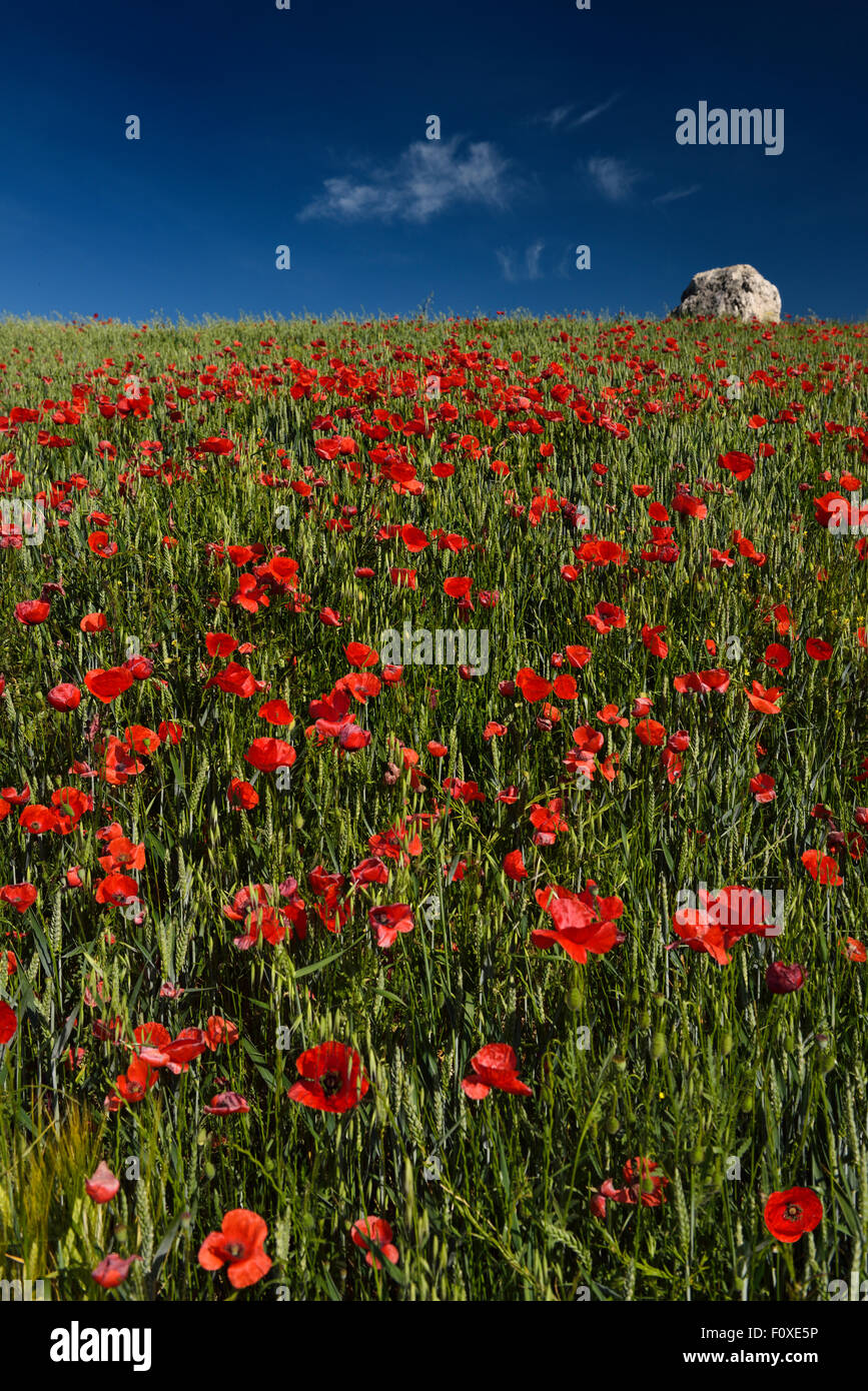 Fallow field of spring wheat with wild red Poppies on hill with rock at ...