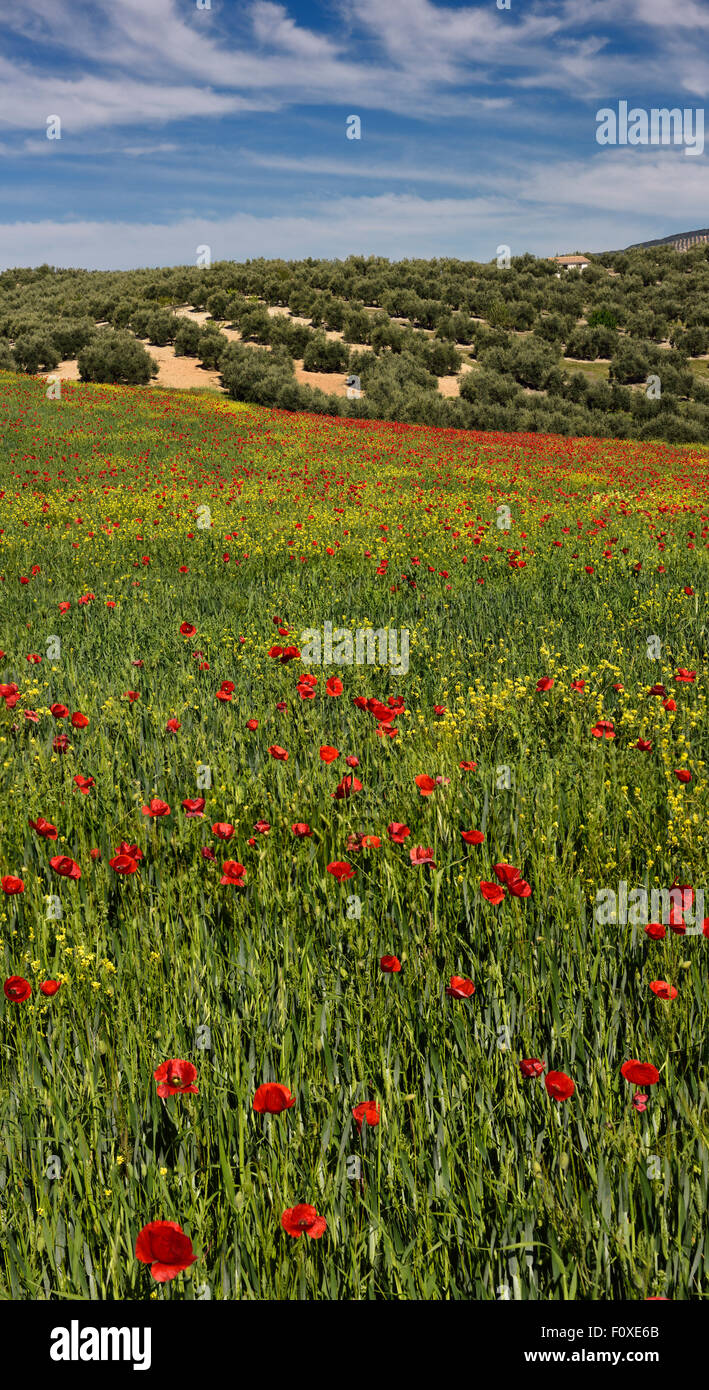 Fallow field of spring wheat with red Poppies and Yellow Rocket weeds ...