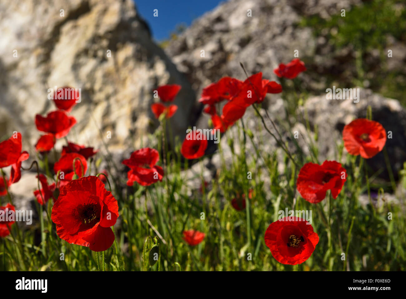 Wild poppies in spring hi-res stock photography and images - Alamy