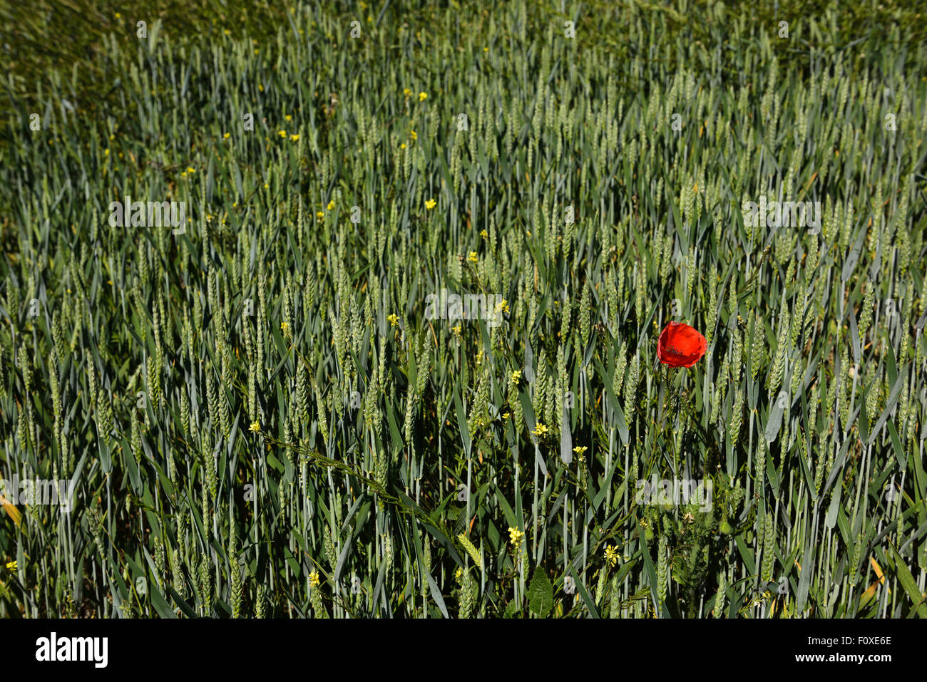 Lone Poppy flower and Yellow Rocket in field of spring wheat in Puerto ...