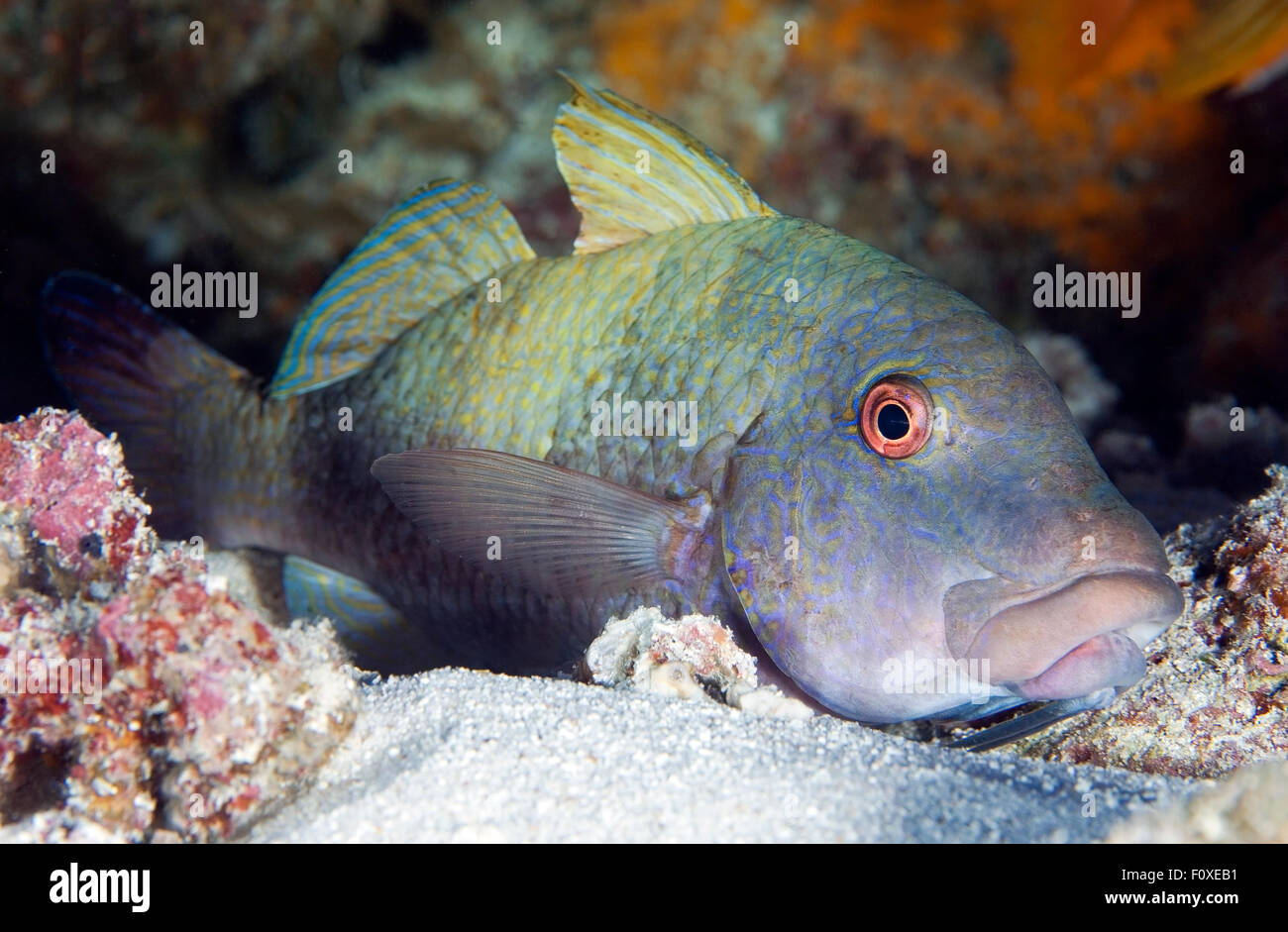 GOATFISH WAITING QUIET ON CORAL REEF BOTTOM Stock Photo - Alamy