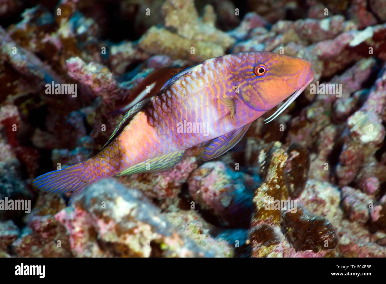 Goatfish High Resolution Stock Photography and Images - Alamy