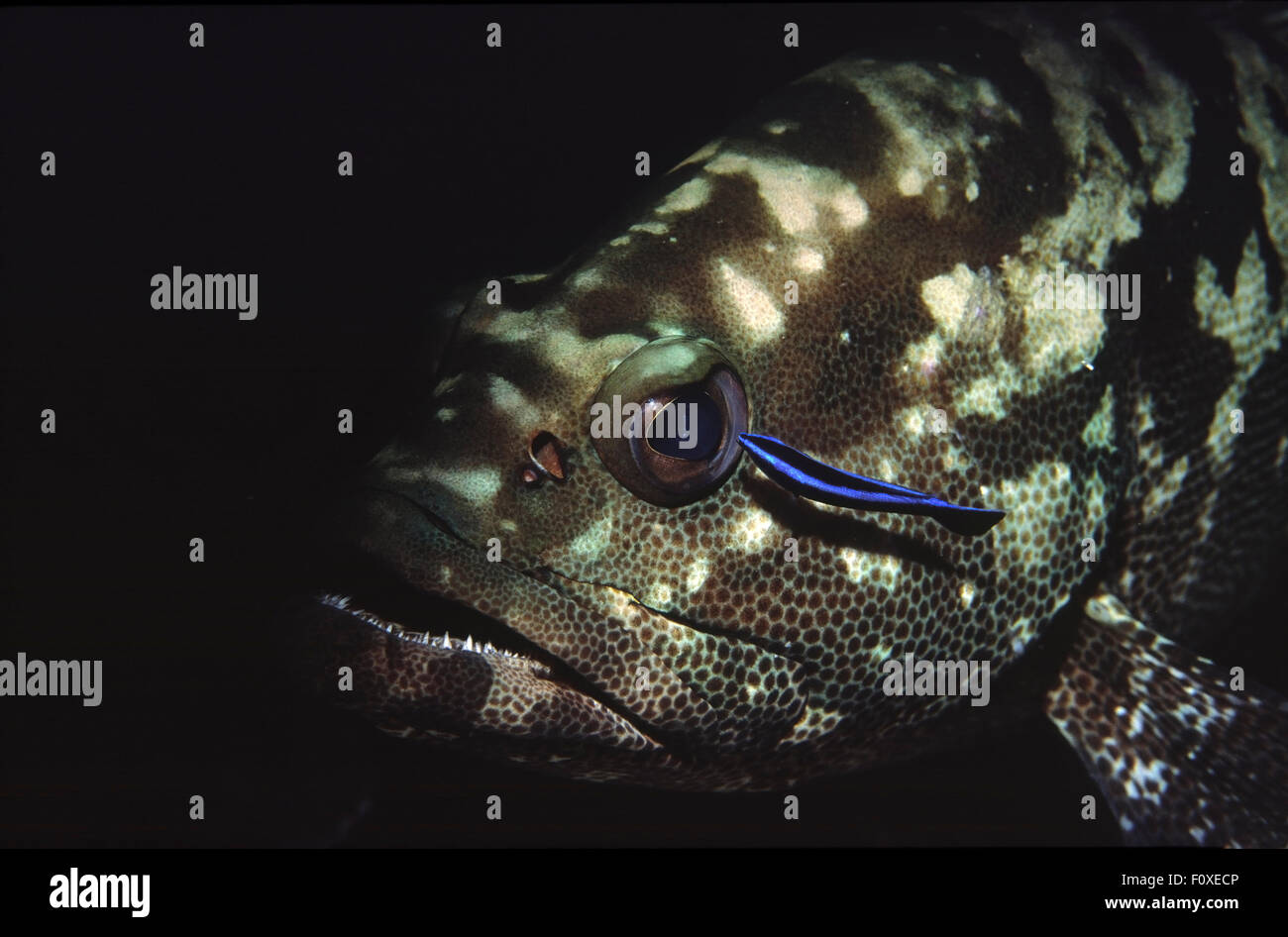 CLOSE-UP VIEW OF MARBLED GROUPER WITH CLEANER WRASSE CLOSE TO EYES ...
