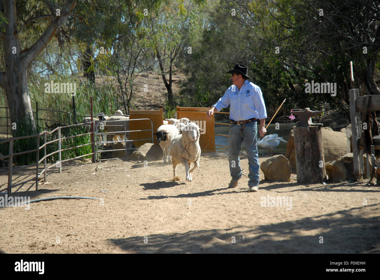 Lachie Cossor mustering sheep, Stockman's Hall of Fame, Longreach ...
