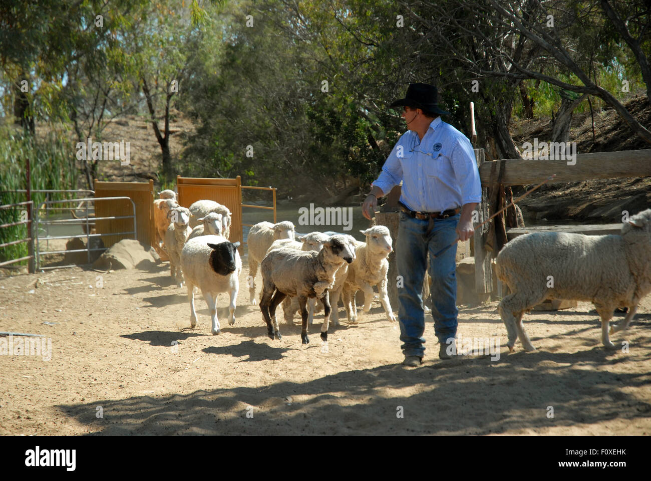 Lachie Cossor mustering sheep, Stockman's Hall of Fame, Longreach ...