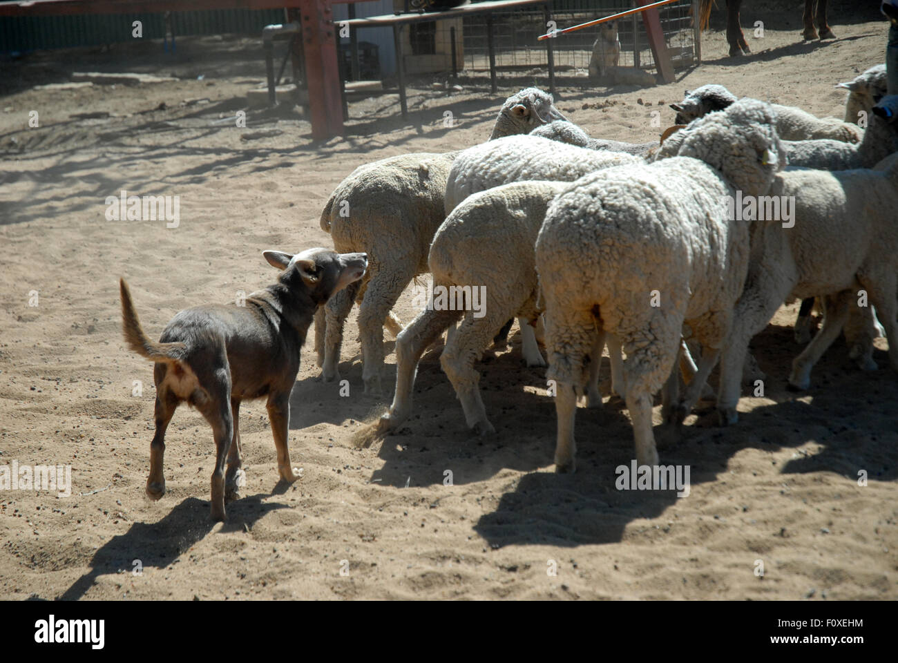 Sheep mustering at the Stockman's Hall of Fame, Queensland, Australia ...