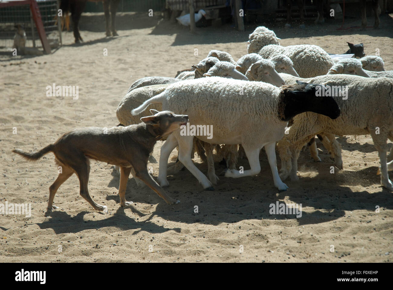 Sheep mustering at the Stockman's Hall of Fame, Queensland, Australia ...