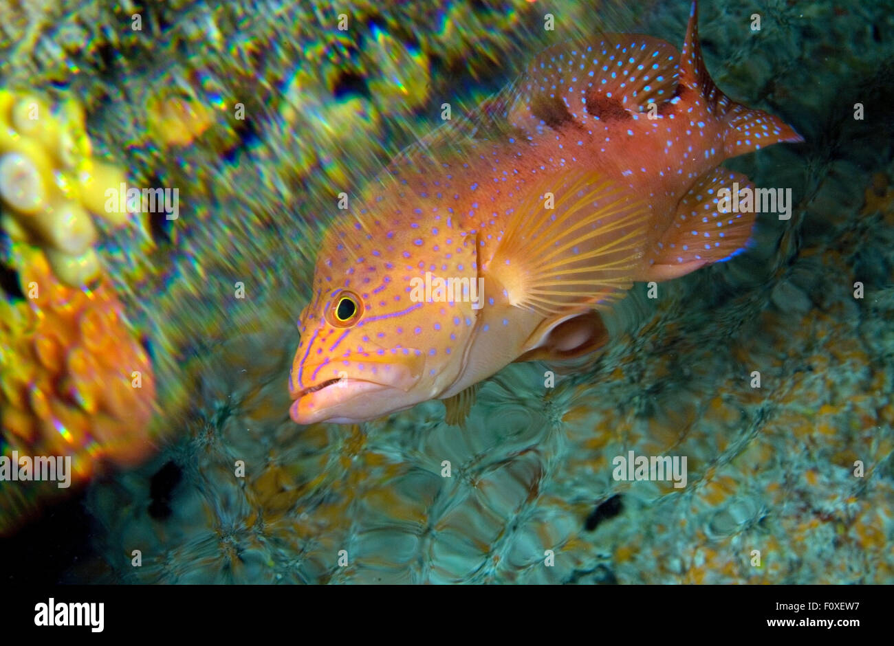 IMAGE RELEXION OF GROUPER IN SURFACE OF UNDERWATER CAVE Stock Photo - Alamy