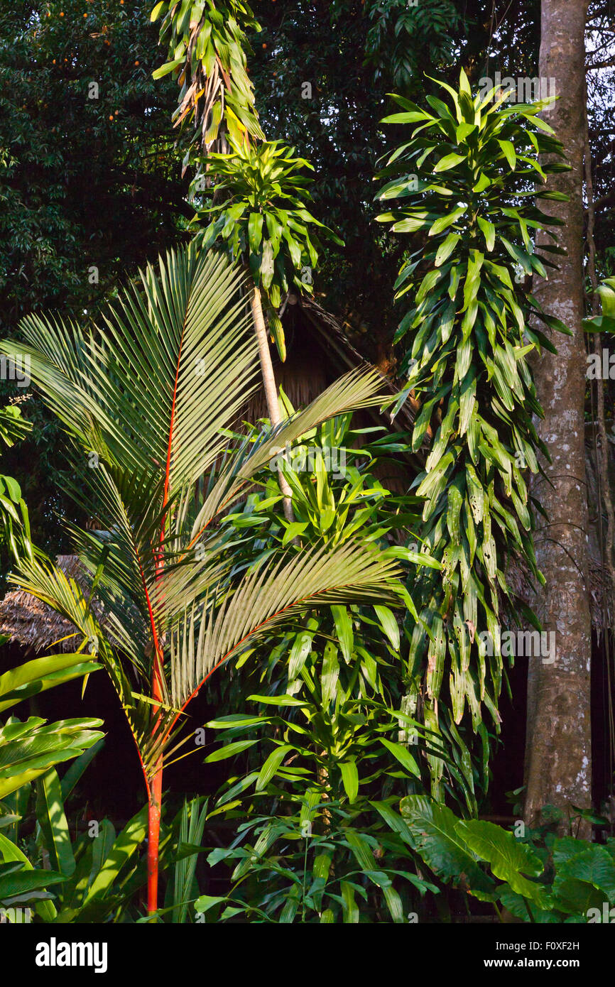 Riverside plants hi-res stock photography and images - Alamy