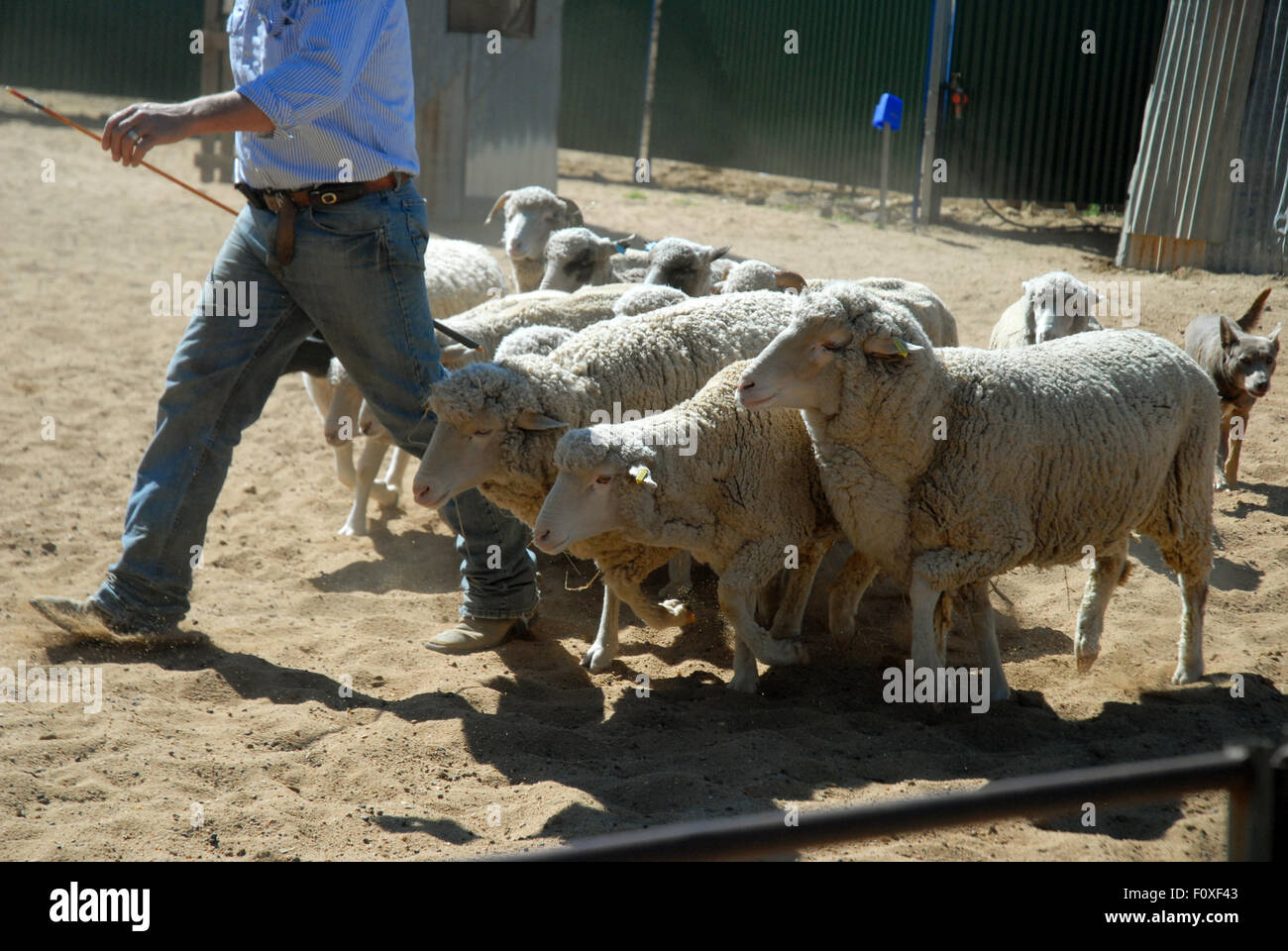 Lachie Cossor mustering sheep, Stockman's Hall of Fame, Longreach ...