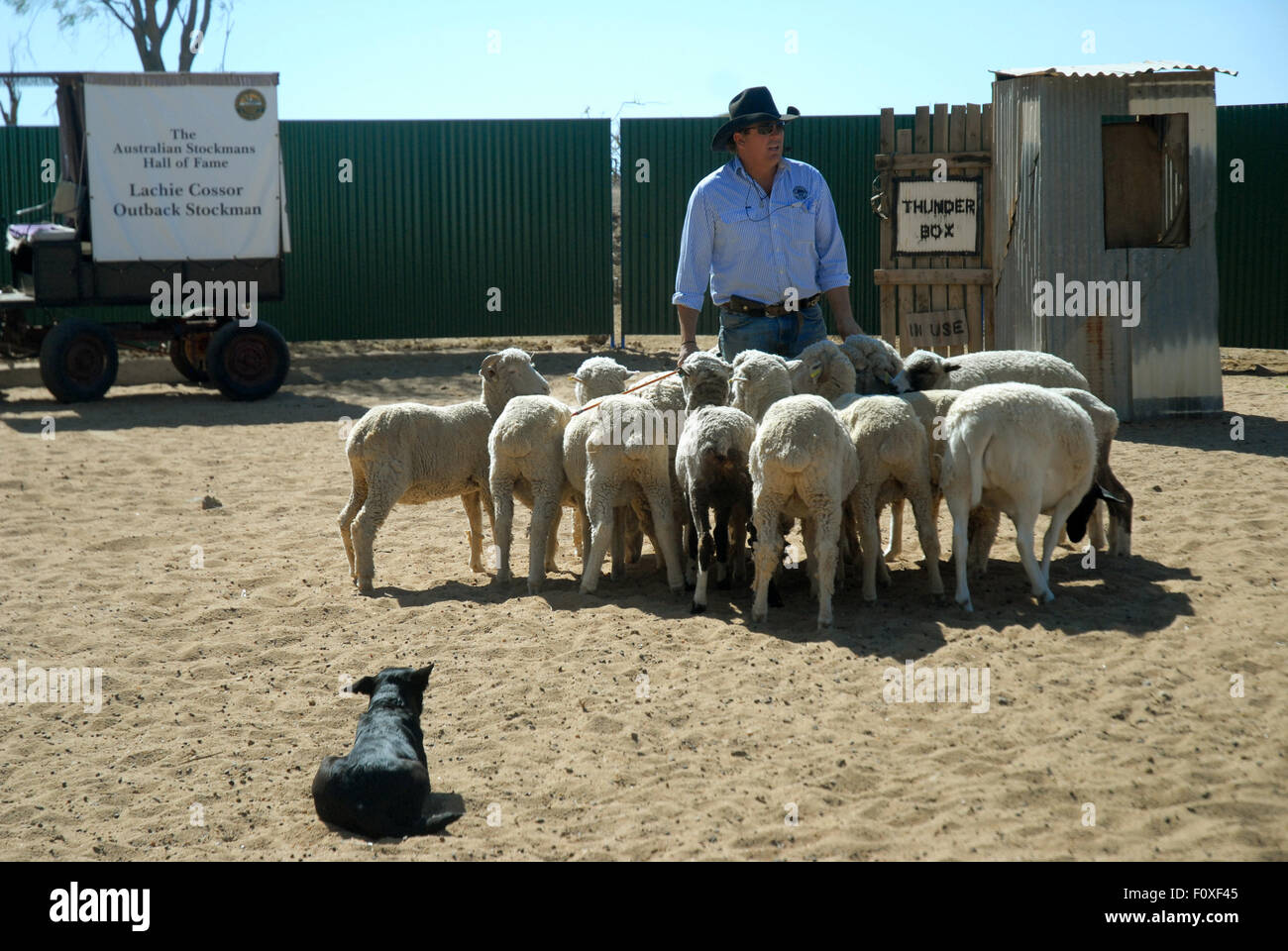 Lachie Cossor mustering sheep, Stockman's Hall of Fame, Longreach ...