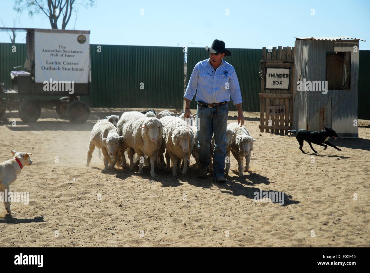 Lachie Cossor mustering sheep, Stockman's Hall of Fame, Longreach ...