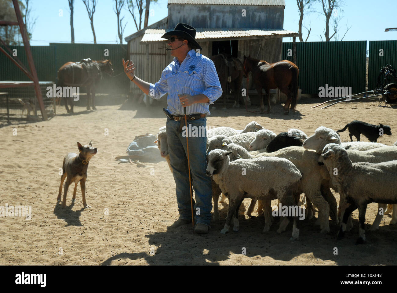 Lachie Cossor mustering sheep, Stockman's Hall of Fame, Longreach ...