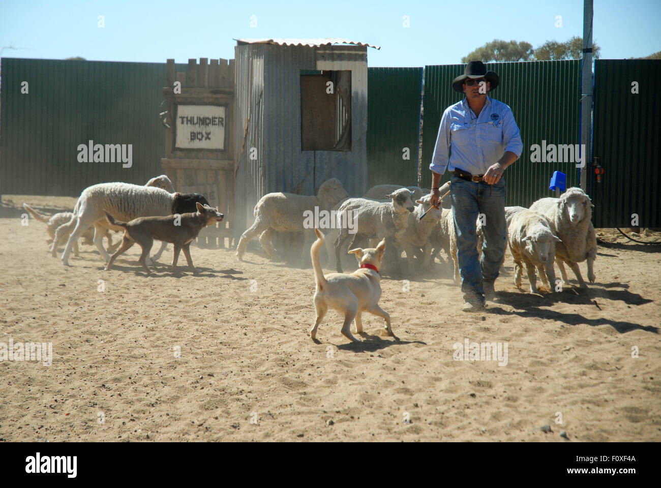 Lachie Cossor mustering sheep, Stockman's Hall of Fame, Longreach ...