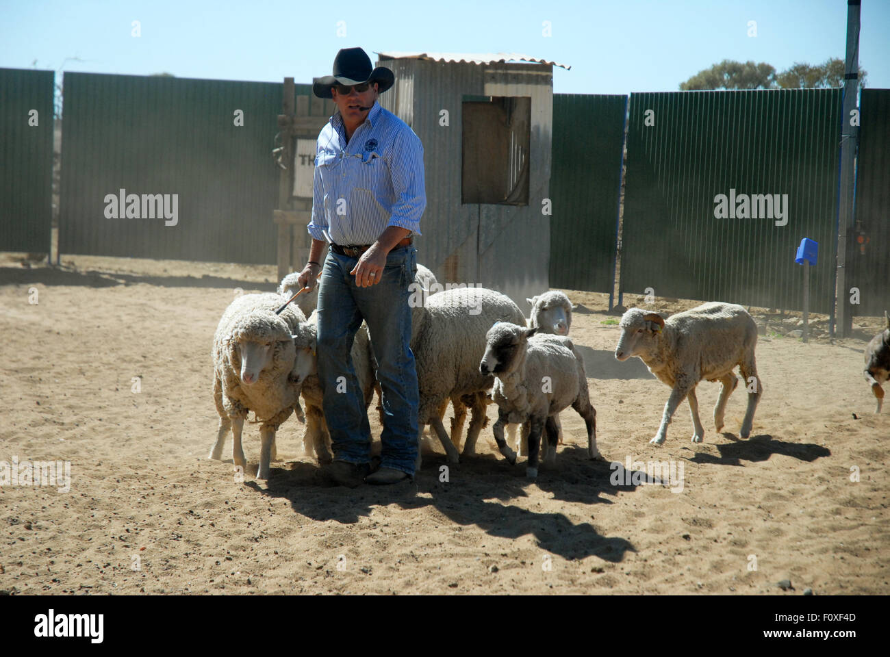 Lachie Cossor mustering sheep, Stockman's Hall of Fame, Longreach ...