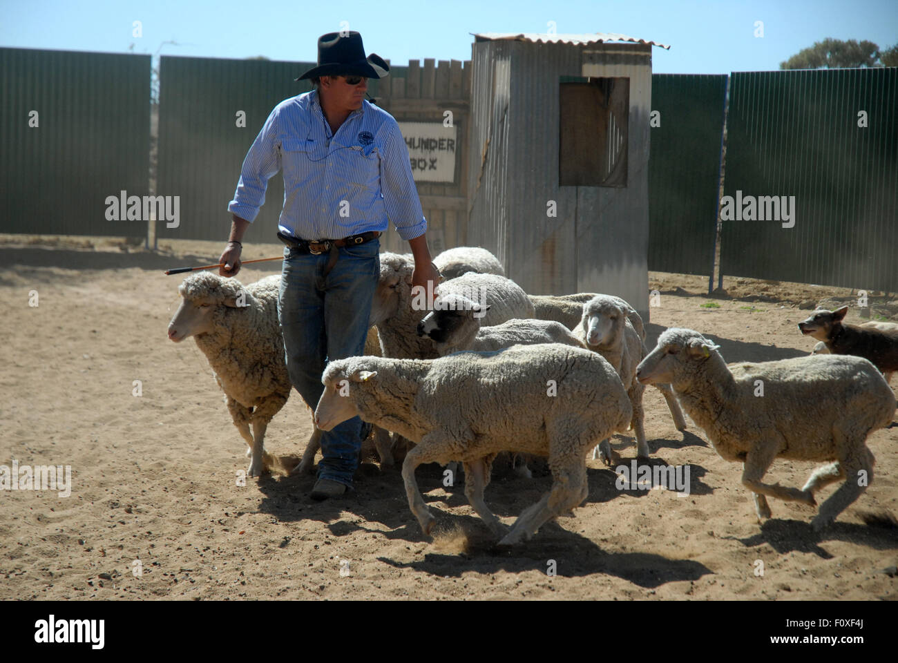 Lachie Cossor mustering sheep, Stockman's Hall of Fame, Longreach ...