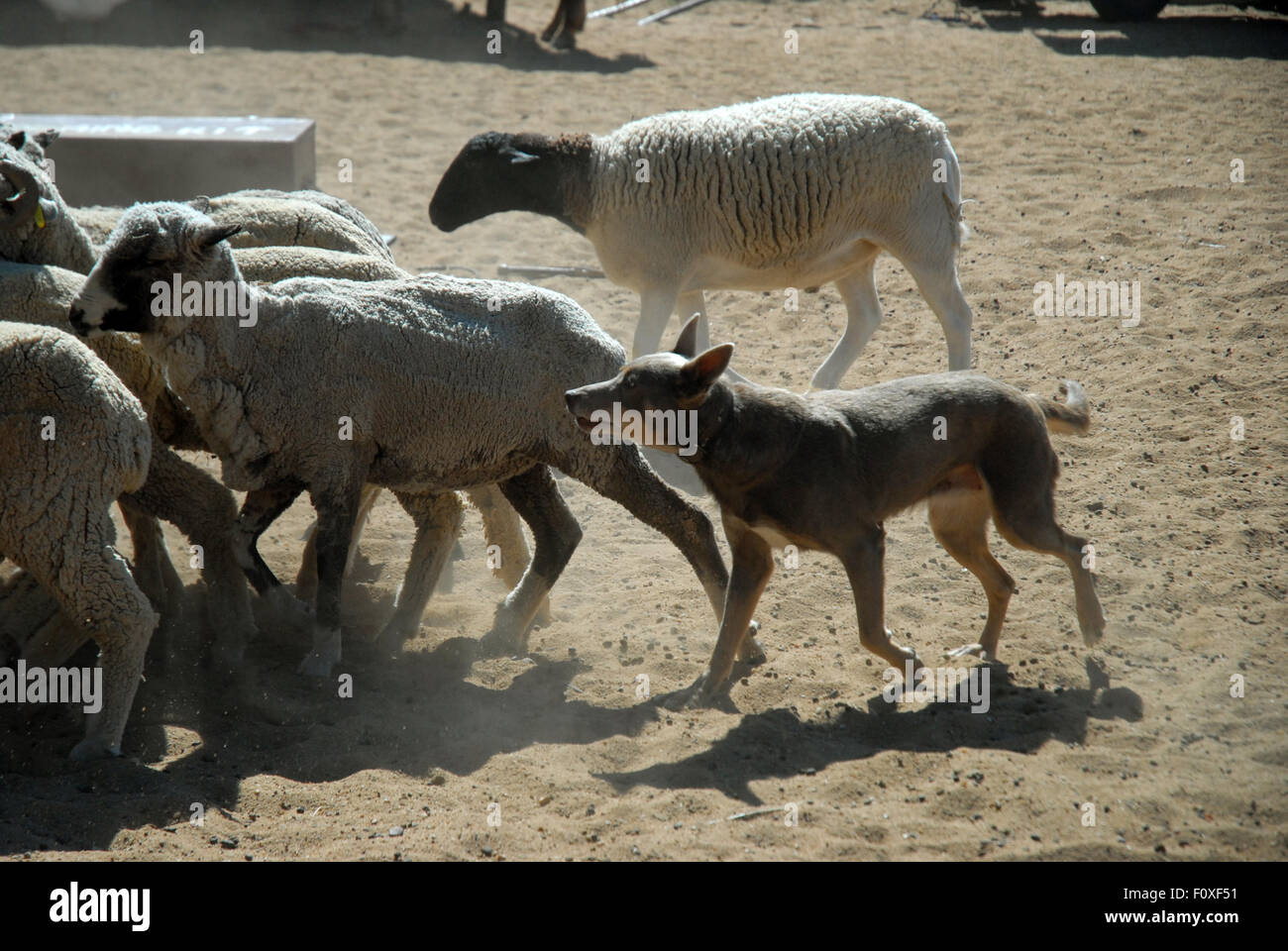 Sheep mustering at the Stockman's Hall of Fame, Queensland, Australia ...