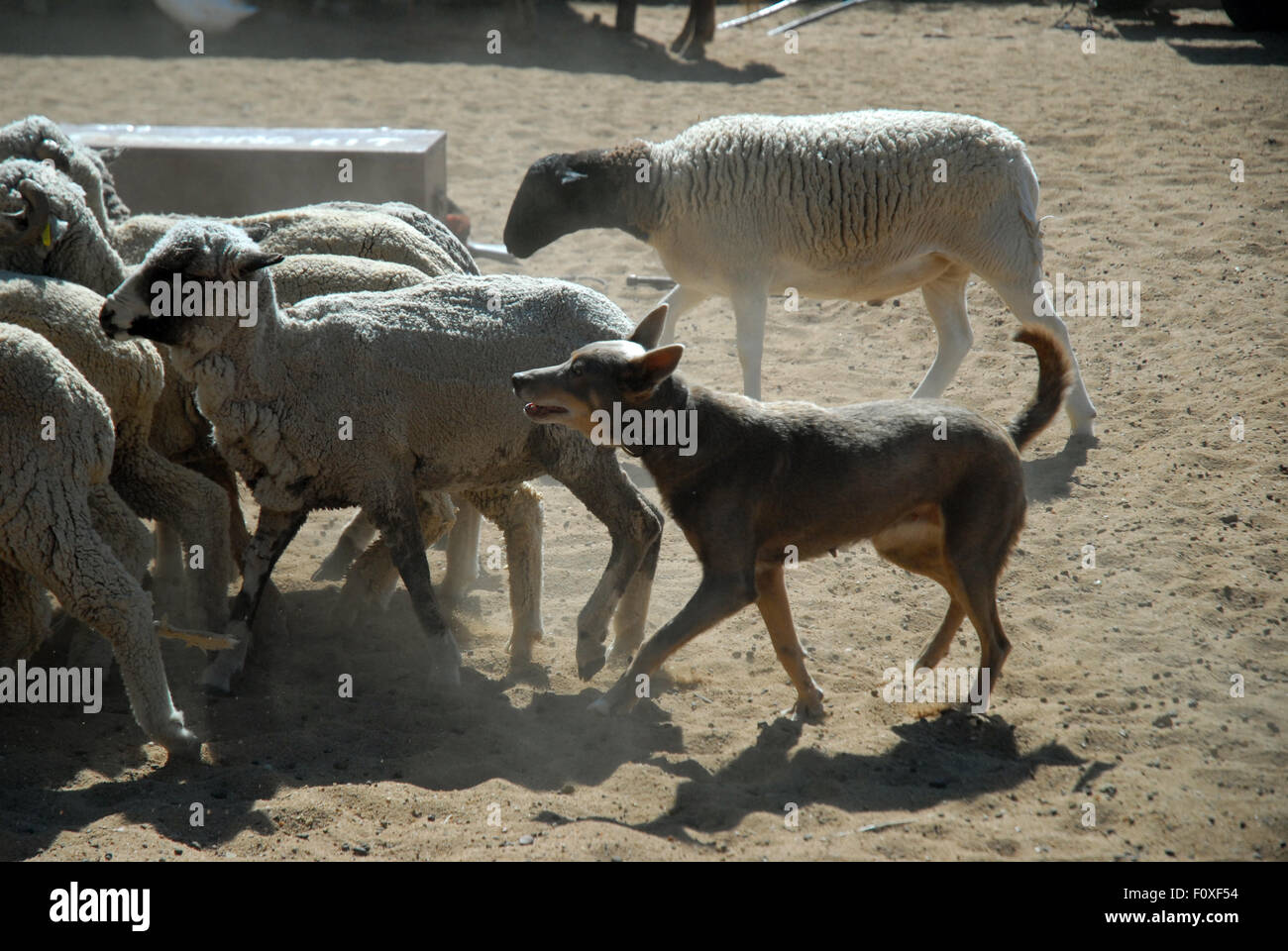 Sheep mustering at the Stockman's Hall of Fame, Queensland, Australia ...