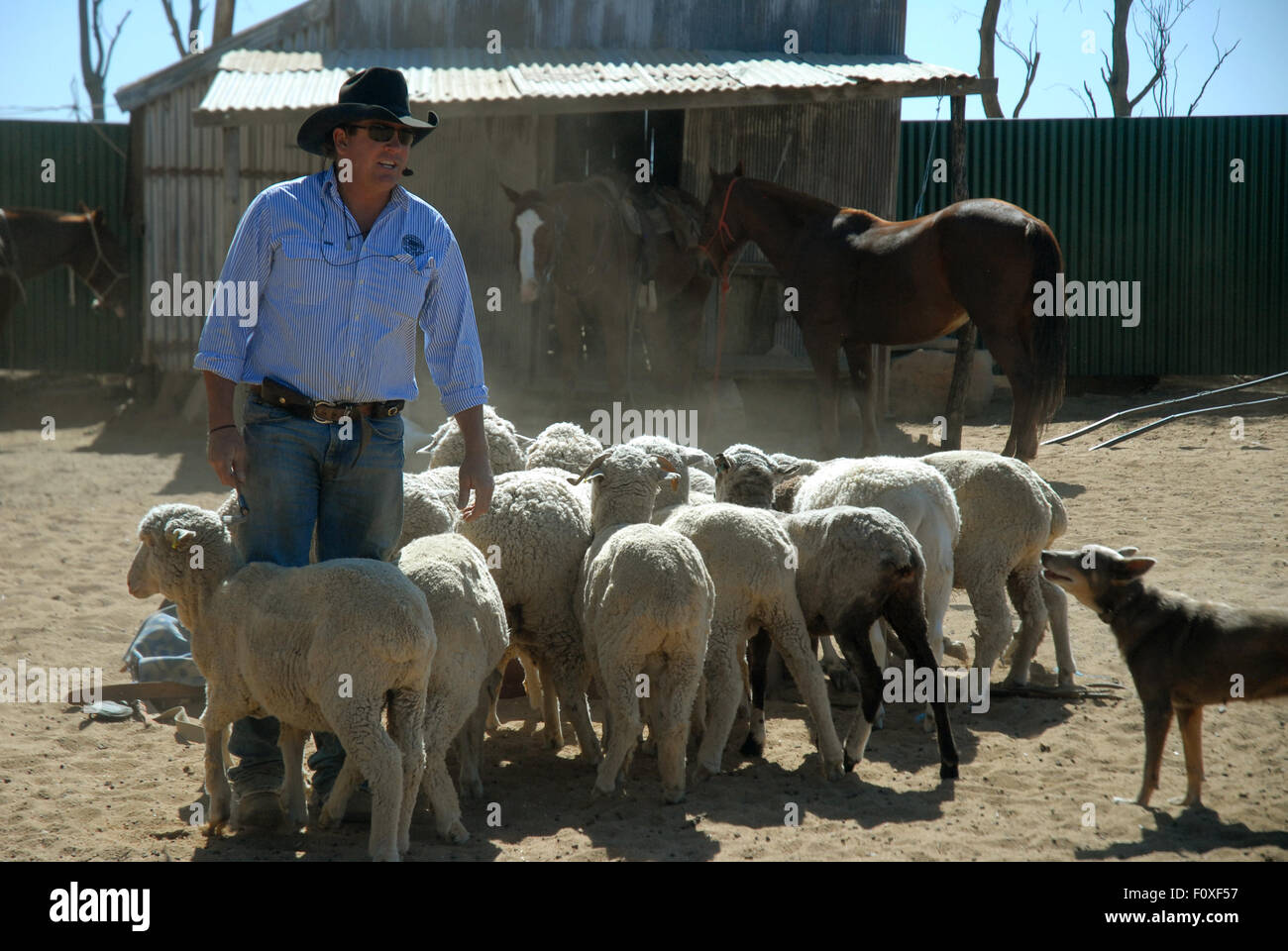 Lachie mustering sheep stockmans hall hi-res stock photography and ...