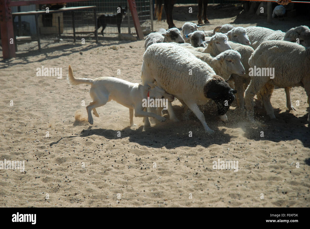 Sheep mustering at the Stockman's Hall of Fame, Queensland, Australia ...