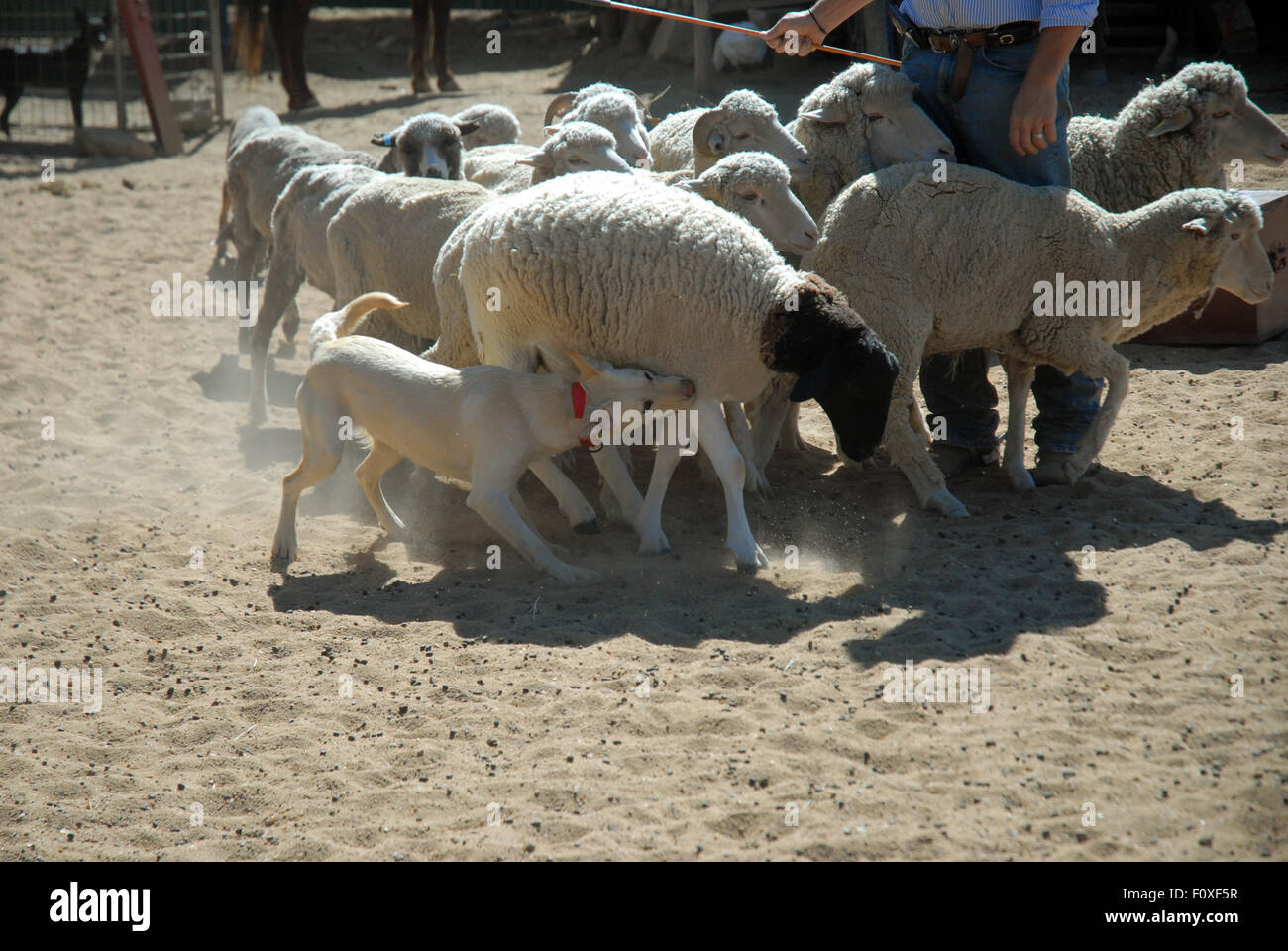 Lachie Cossor mustering sheep, Stockman's Hall of Fame, Longreach ...