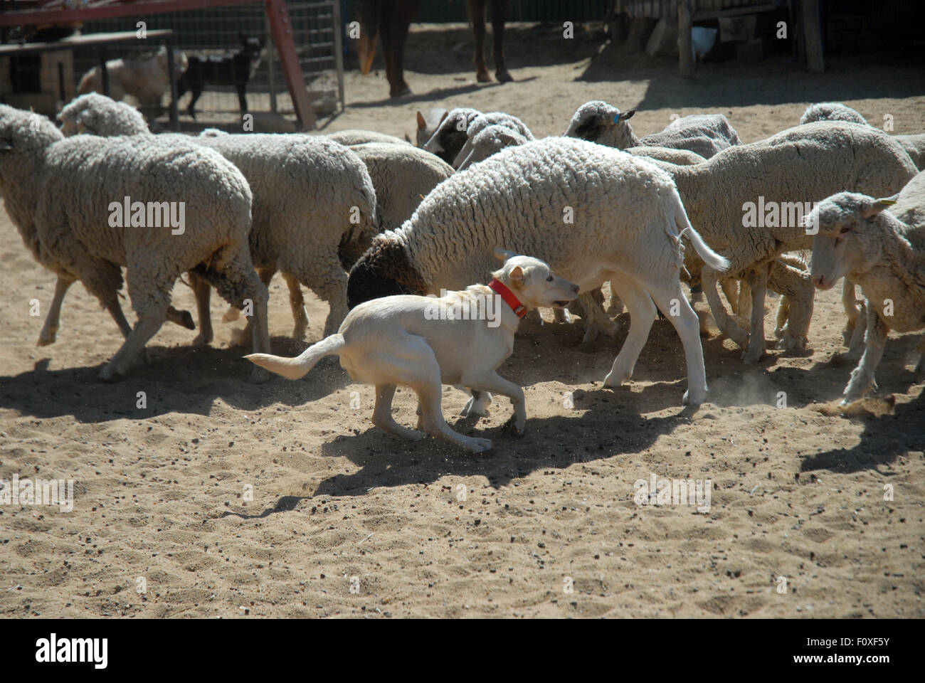 Sheep mustering at the Stockman's Hall of Fame, Queensland, Australia ...