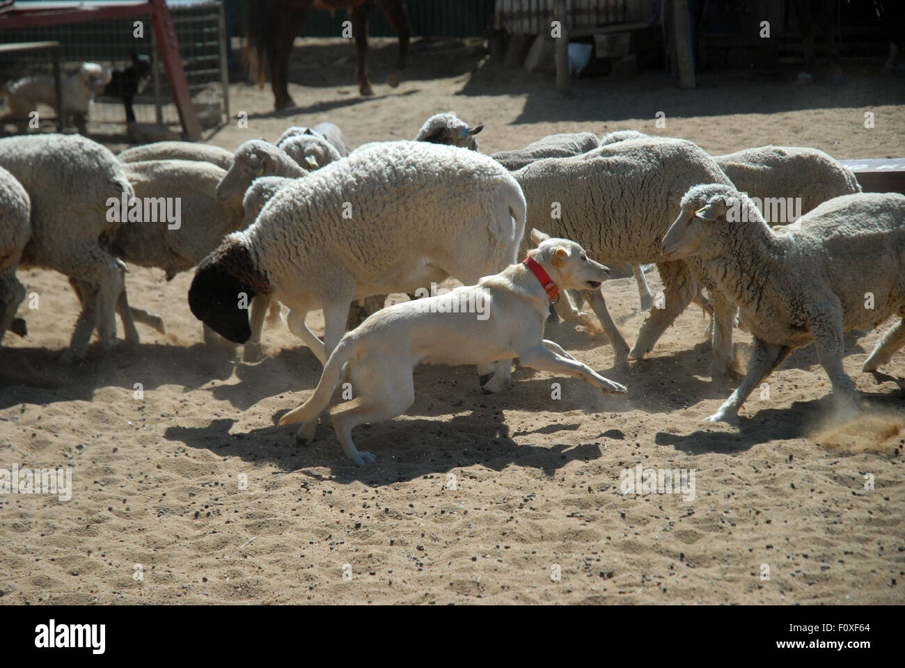 Australian cattle station dogs hi-res stock photography and images - Alamy