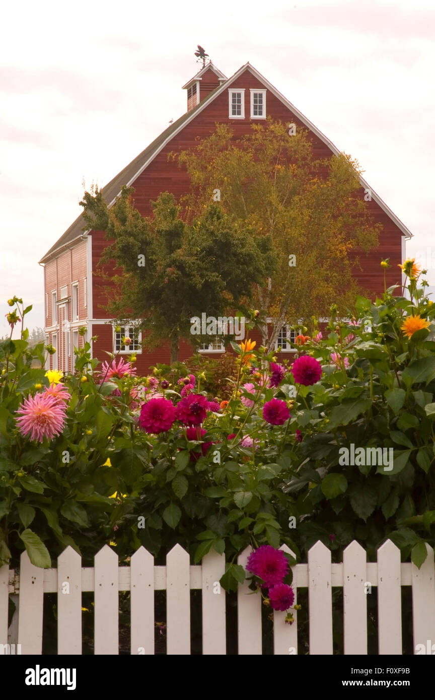 Hovander Barn with dahlias, Hovander Homestead County Park, Ferndale ...