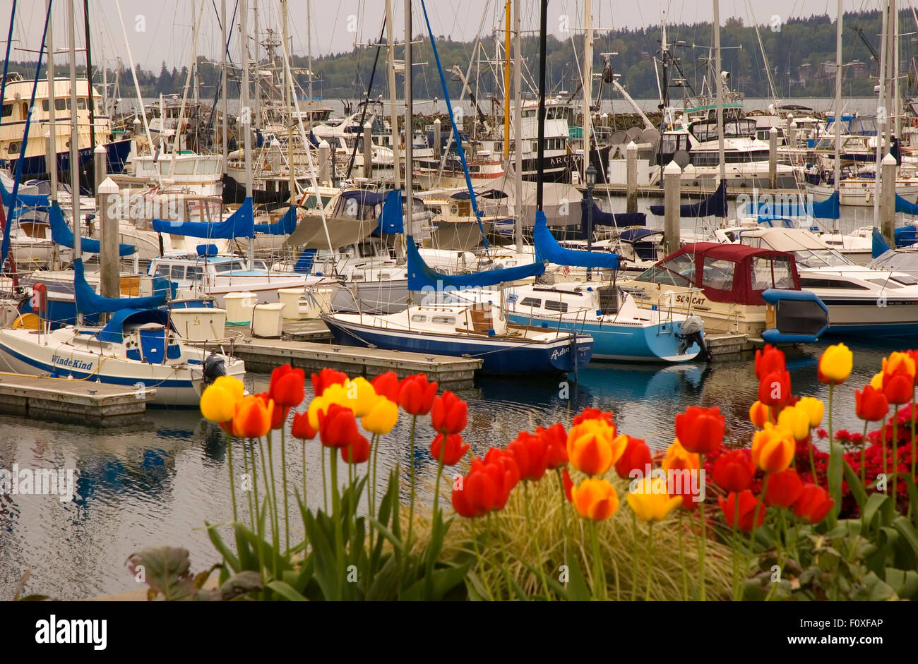 Tulips at marina, Blaine Marina, Blaine, Washington Stock Photo - Alamy