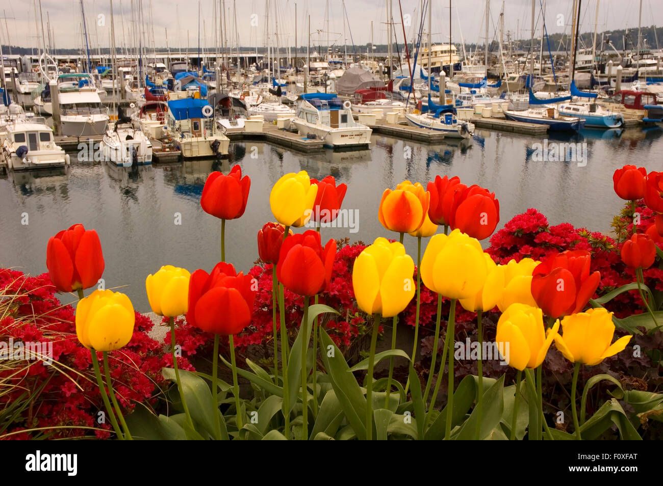 Tulips at marina, Blaine Marina, Blaine, Washington Stock Photo - Alamy