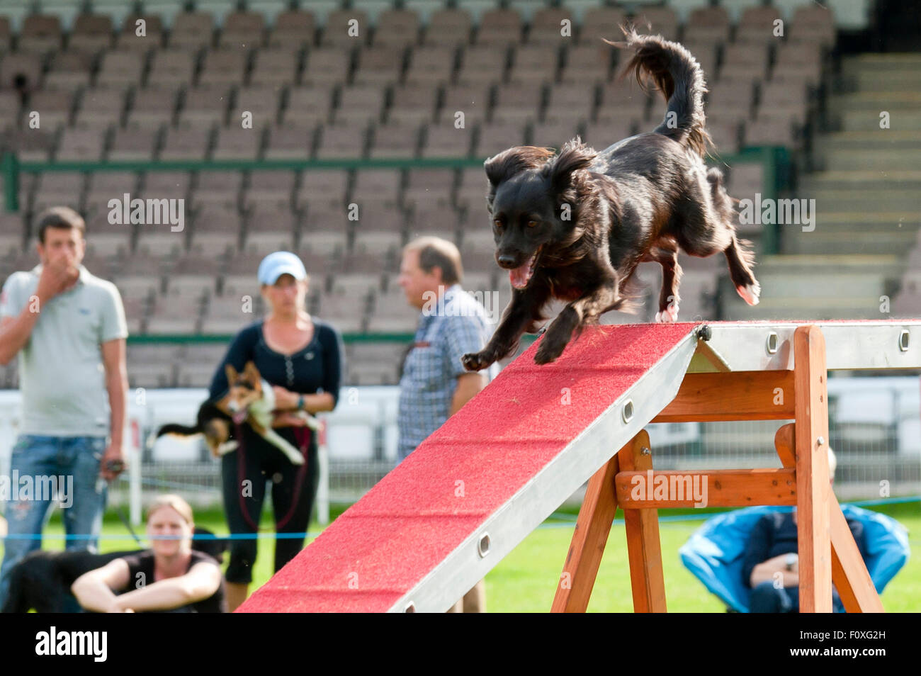 Llanelwedd, Powys, UK. 22nd August, 2015. Dogs take part in the ...