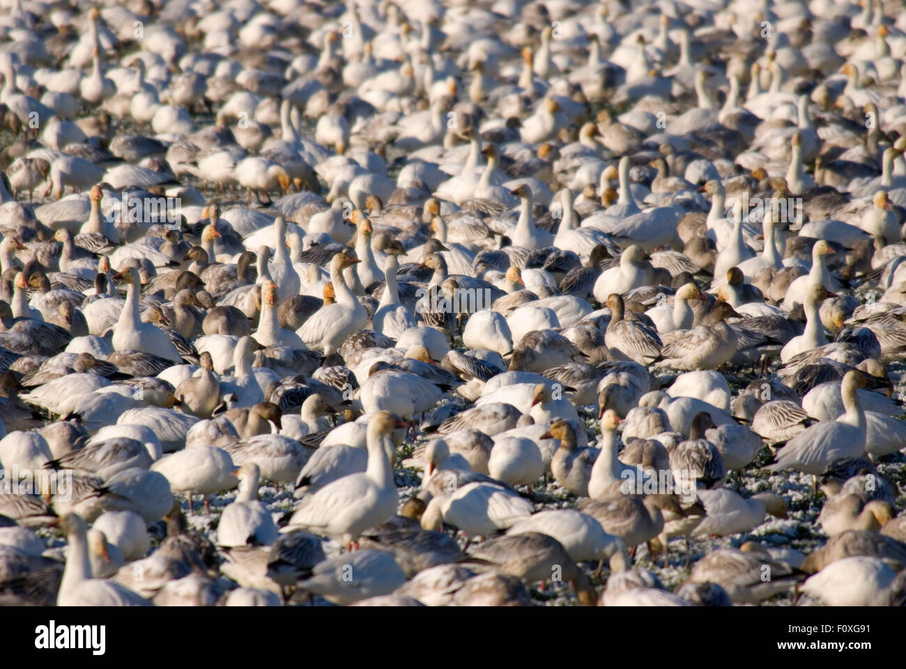 Snow geese in field, Skagit Wildlife Area, Washington Stock Photo - Alamy
