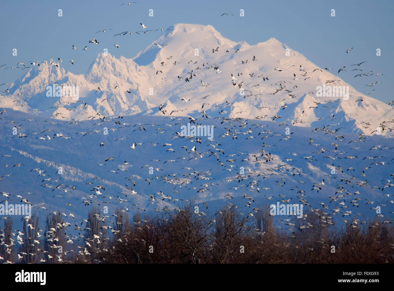 Mt Baker with snow geese (Anser caerulescens), Skagit Wildlife Area ...