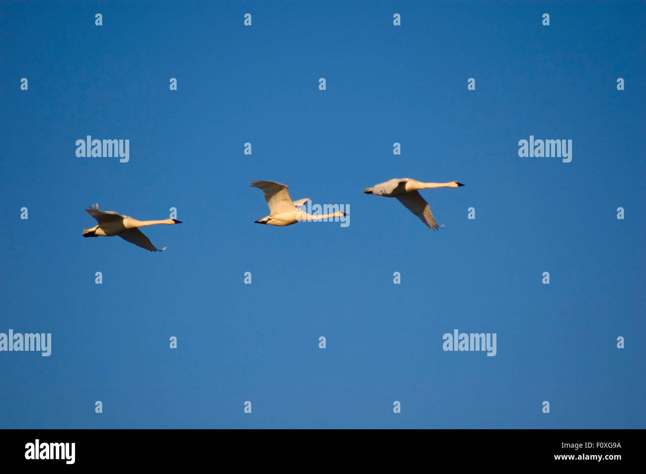 Swans in flight, Skagit Wildlife Area, Washington Stock Photo - Alamy
