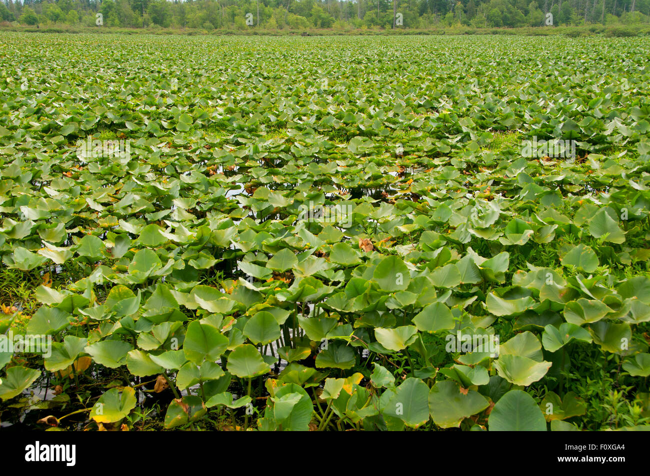 Cow lilies at Tennant Lake, Tennant Lake County Park, Ferndale ...