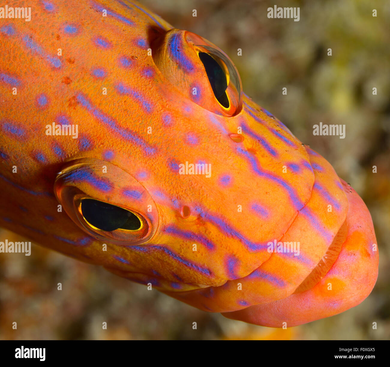 Blue and yellow grouper hi-res stock photography and images - Alamy