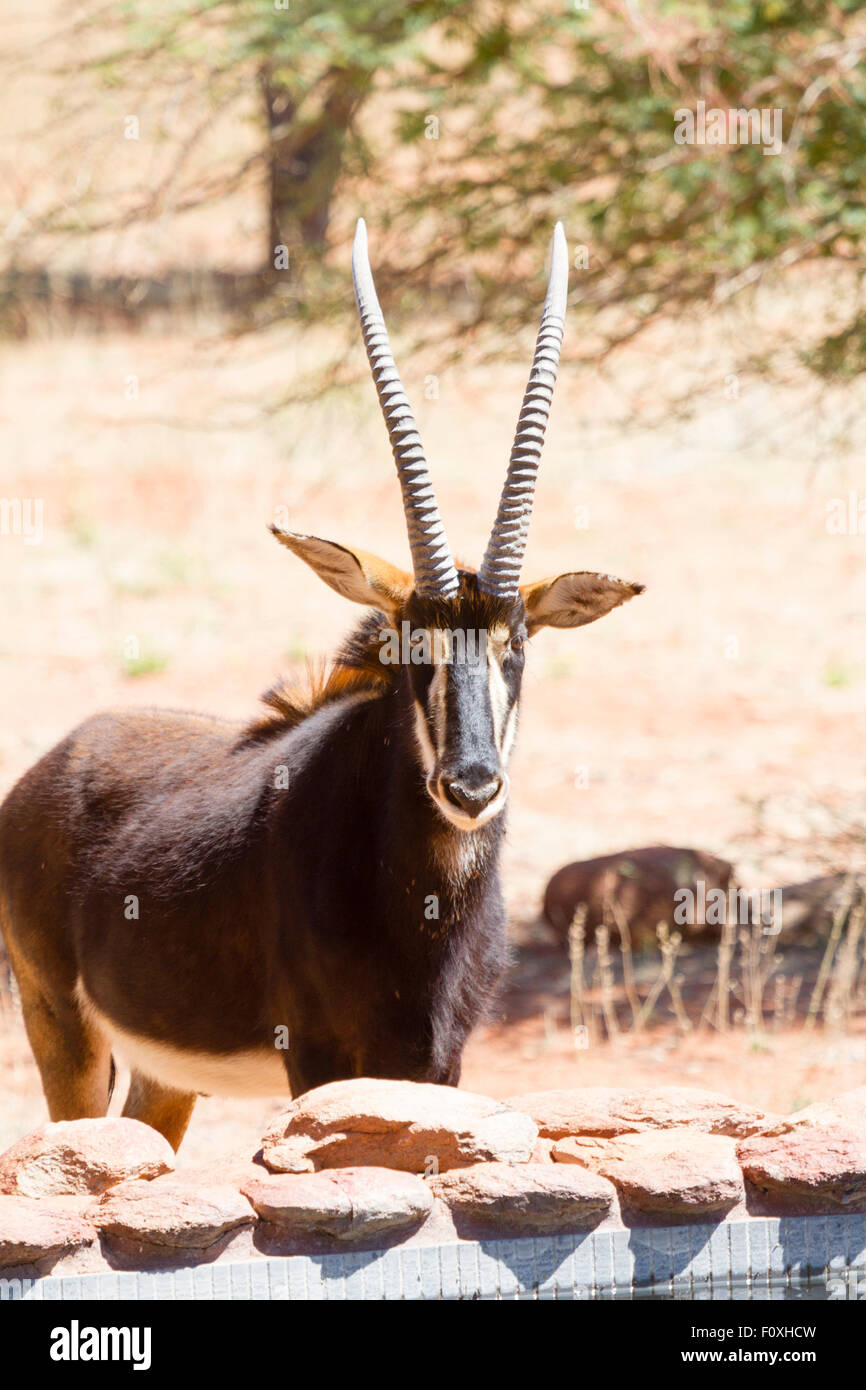 Sable antelope at the pool, Tswalu Kalahari Reserve Stock Photo - Alamy