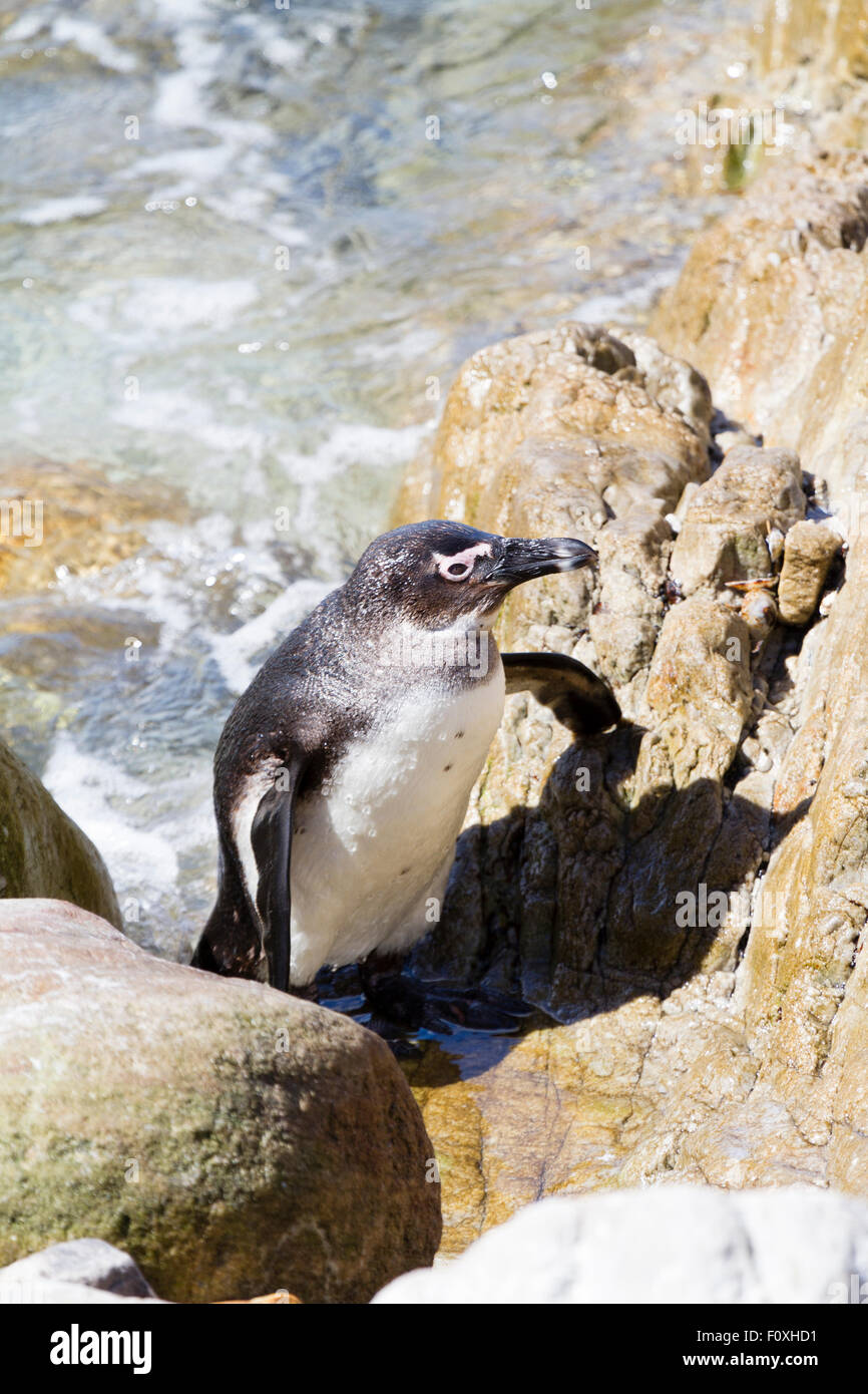 African Penguin at Betty's Bay, South Africa Stock Photo - Alamy
