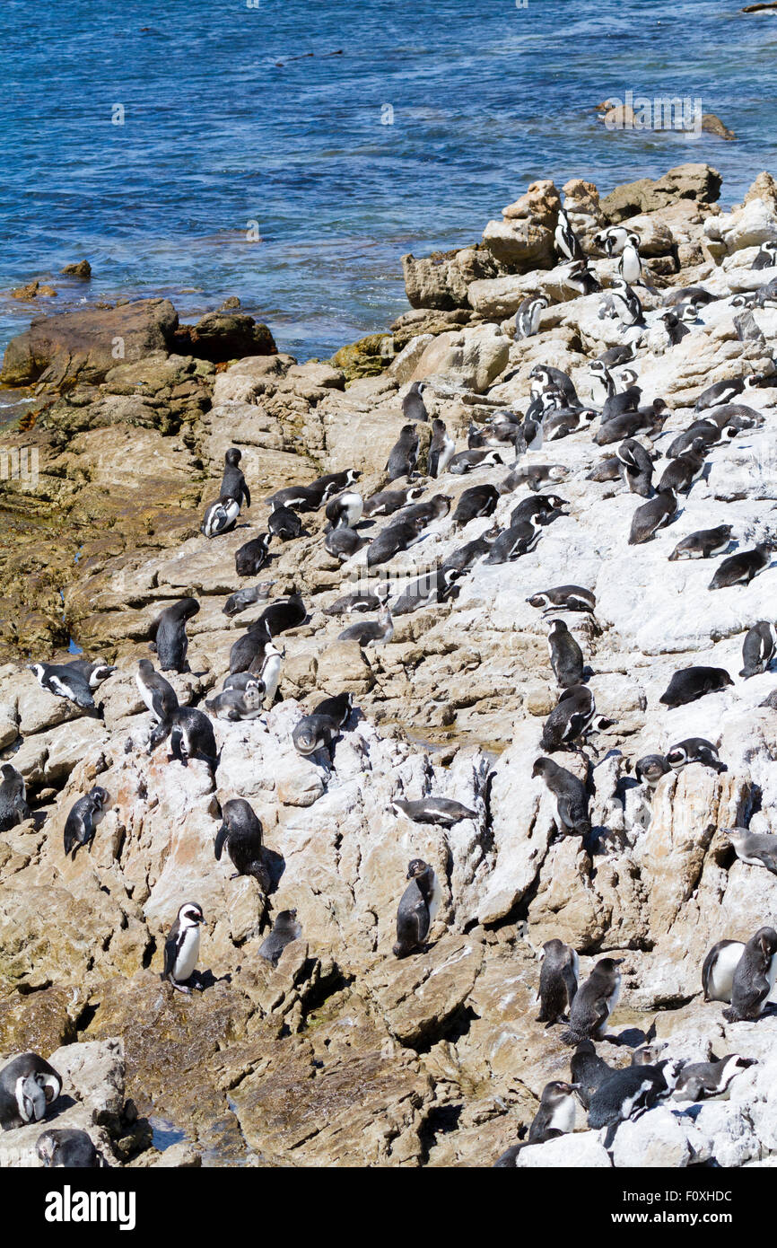 African Penguin colony at Betty's Bay, South Africa Stock Photo - Alamy