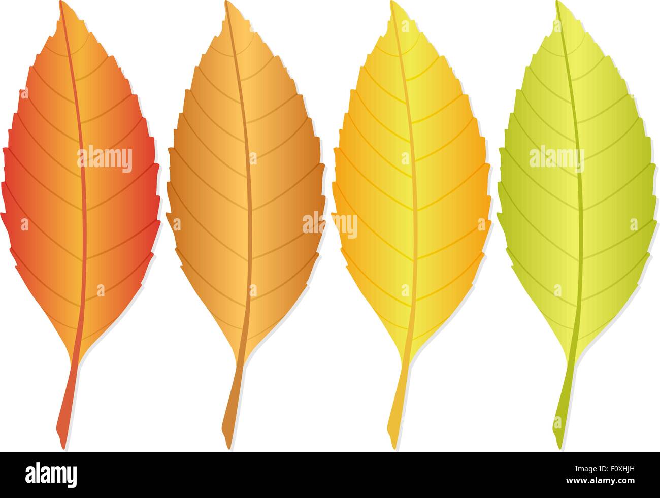 Autumn leaf on a white background. Vector illustration Stock Vector ...