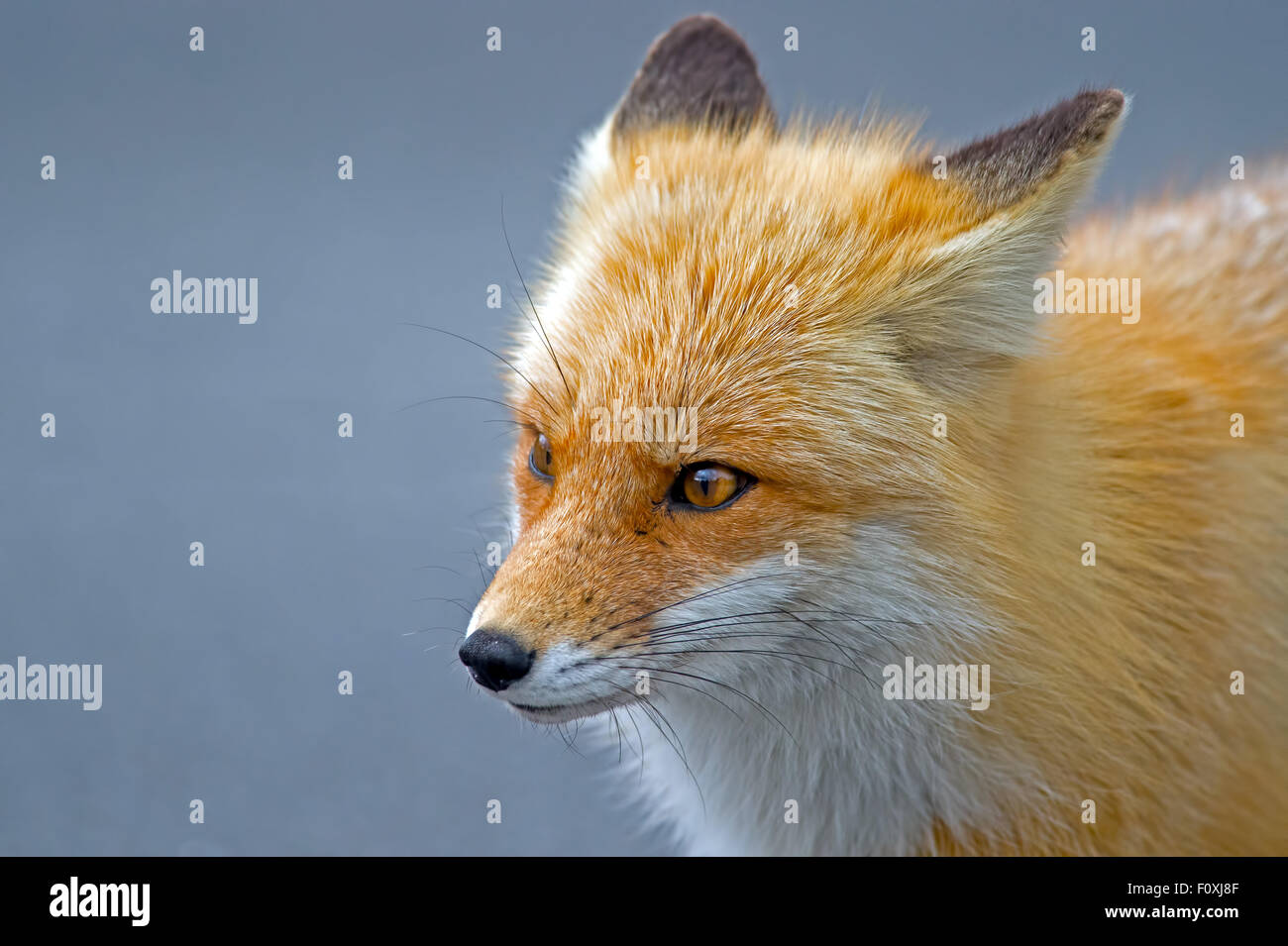 Vulpes vulpes red foxes canine animal nature wildlife mammal beach hi ...