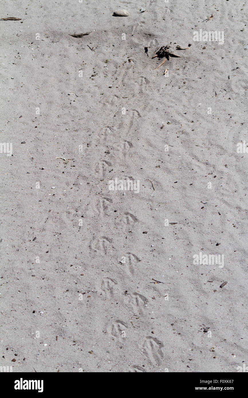 African Penguin tracks at Betty's Bay, South Africa Stock Photo - Alamy